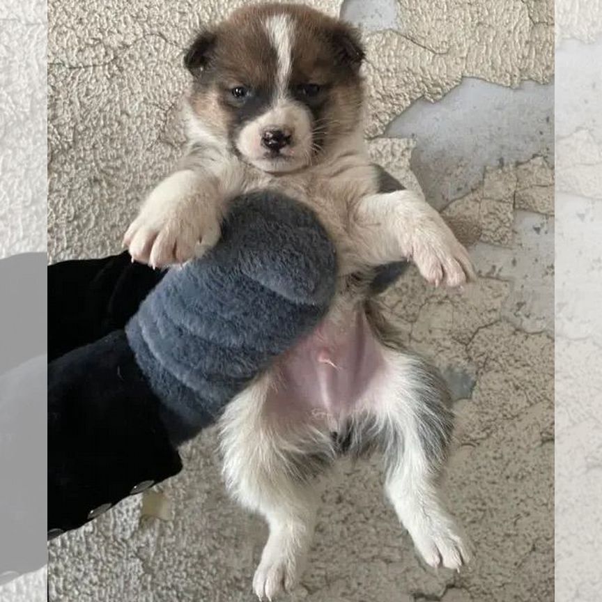 Щенок в добрые руки