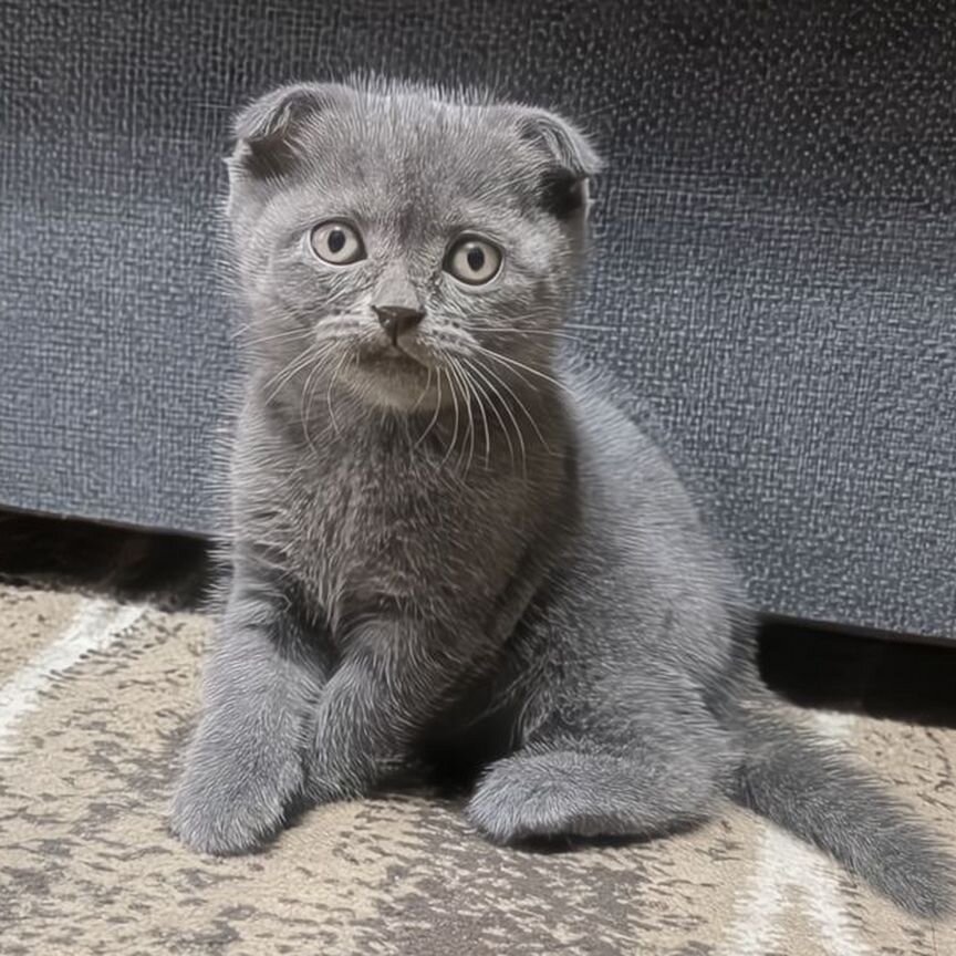 Шотландский вислоухий короткошёрстный котёнок