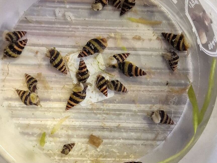 Улитка хелена