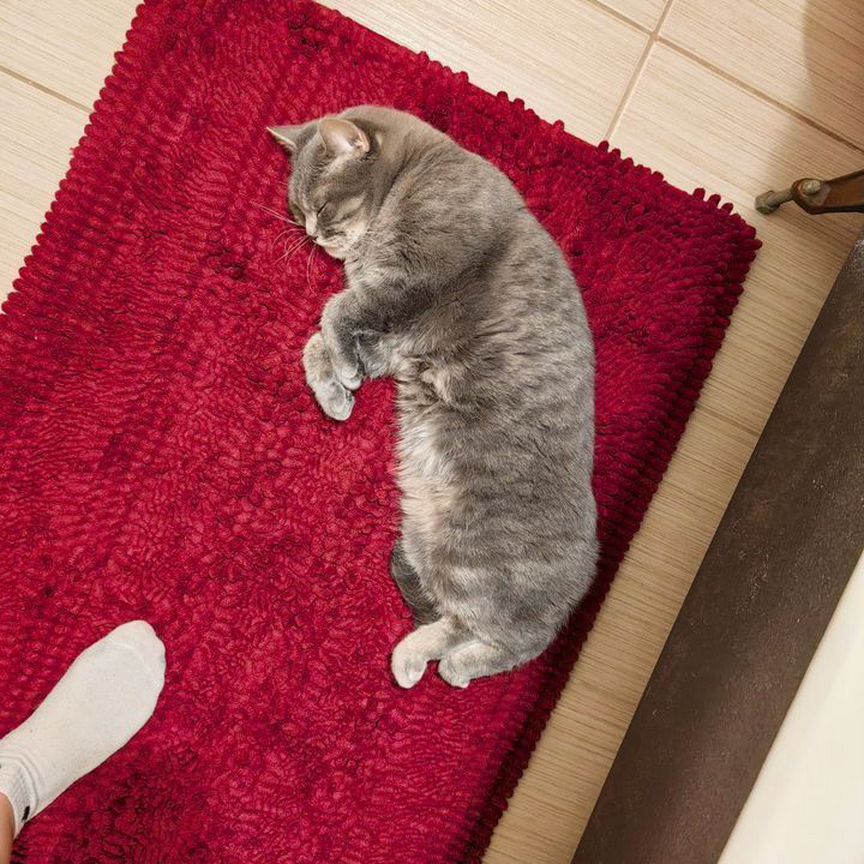 Ищем котика для вязки