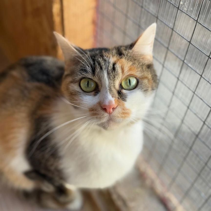 Кошка в дар