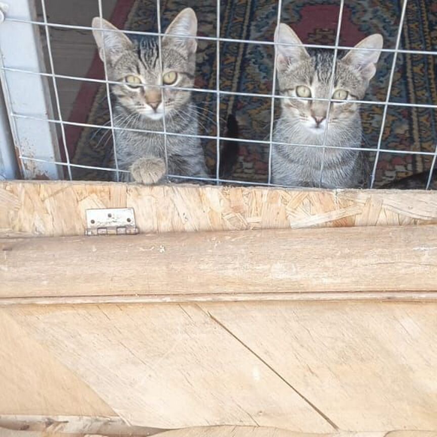 Живут в холодном вальере до зимы нуж дом или перед