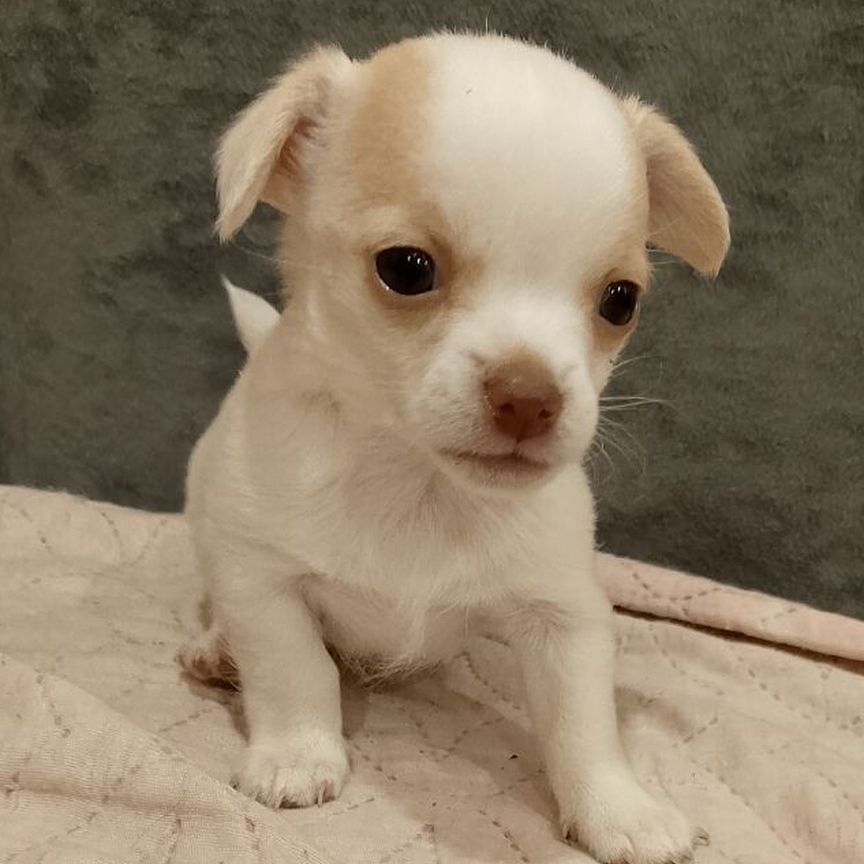 Щенки чихуахуа