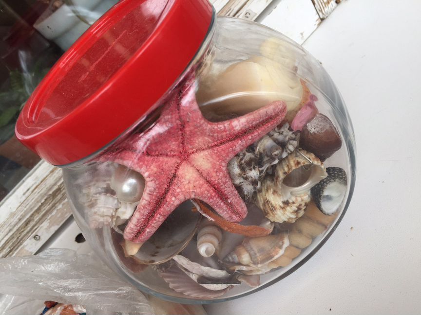 Морские ракушки
