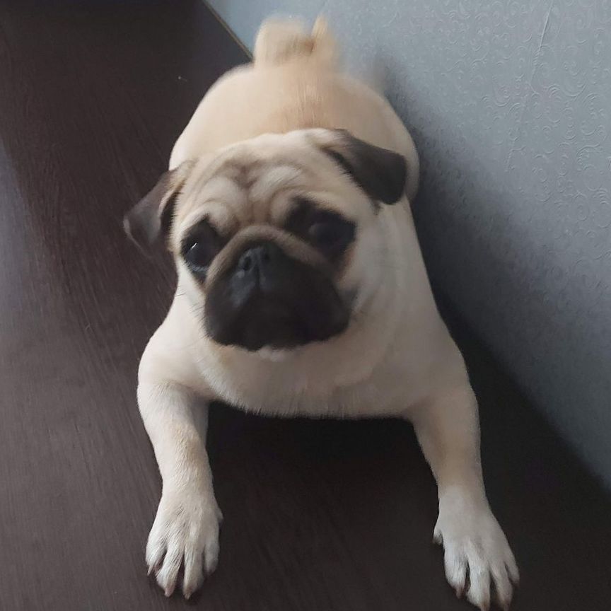 Мопс