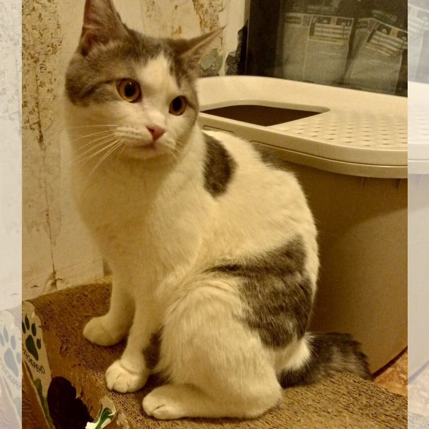 Шотландский прямоухий короткошёрстный котёнок