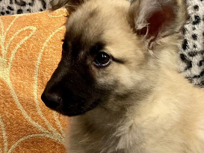 Щенята Макс и Ляля в добрые руки