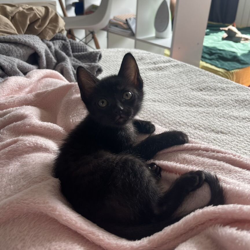 Черный котик в добрые руки