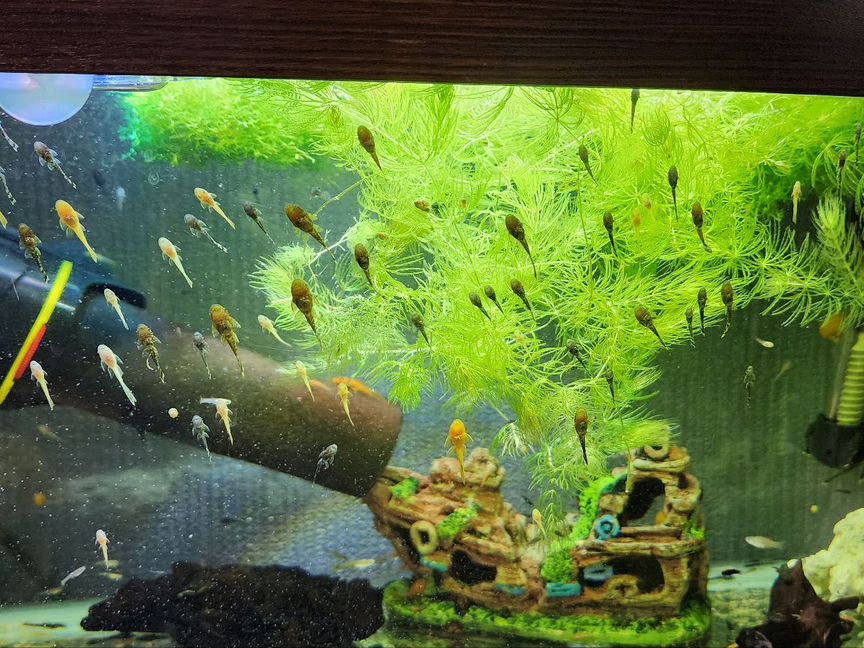 Сом анциструс