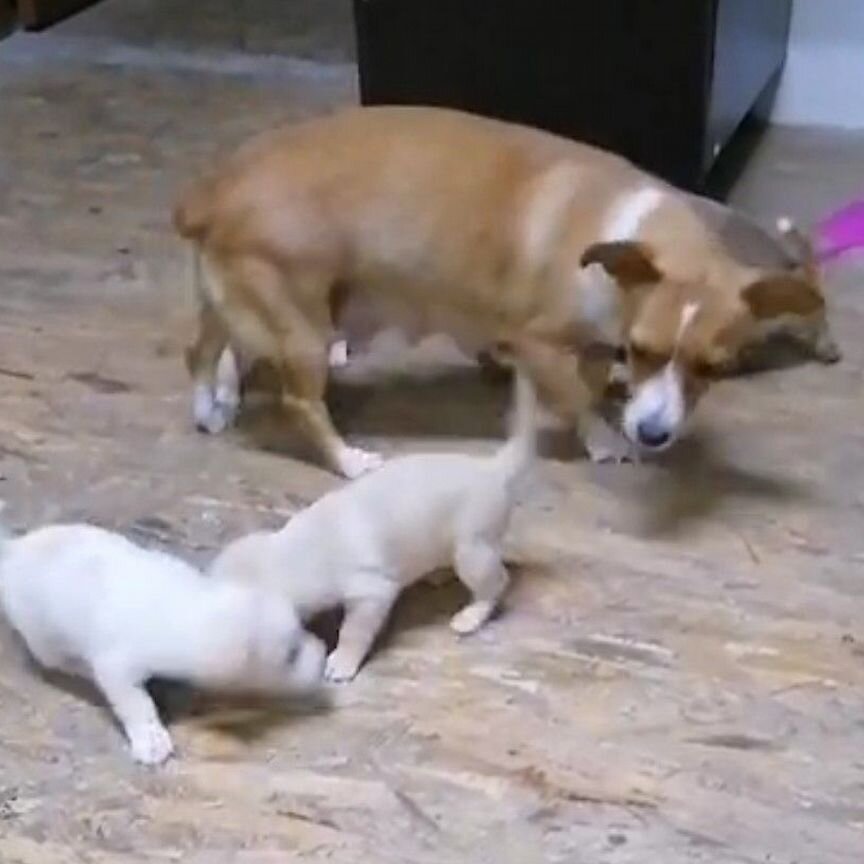 Щенок от частного владельца