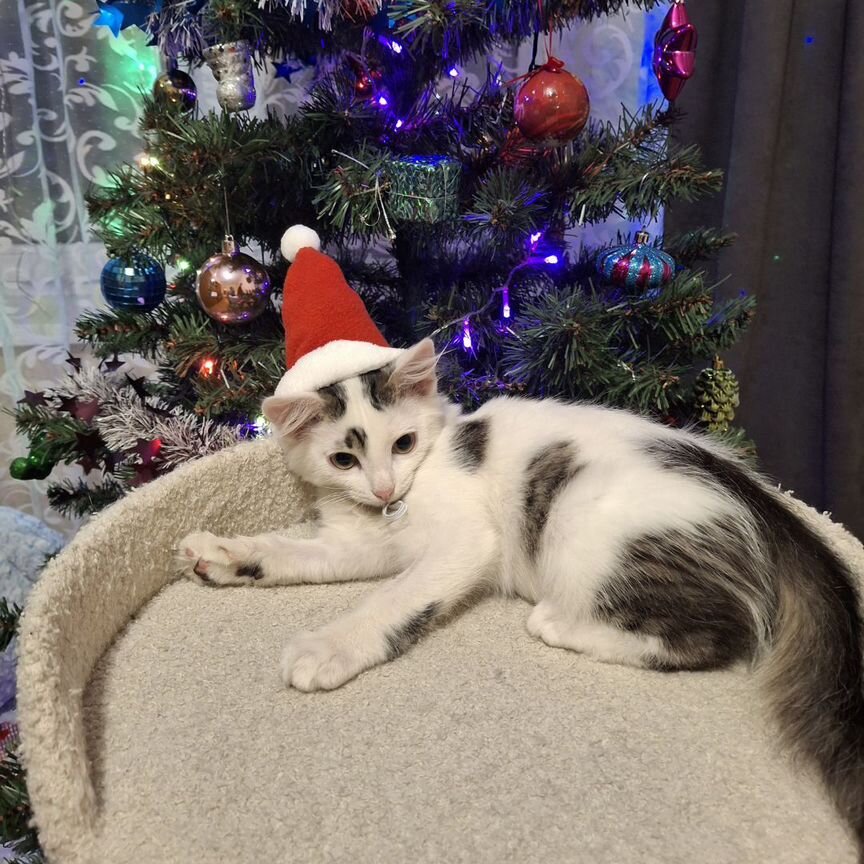 Павлик - 2,5 месяца котёнок