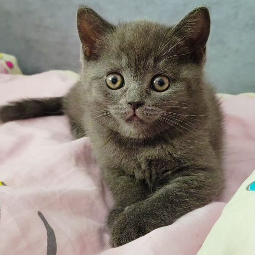 Шотландские котята девочка