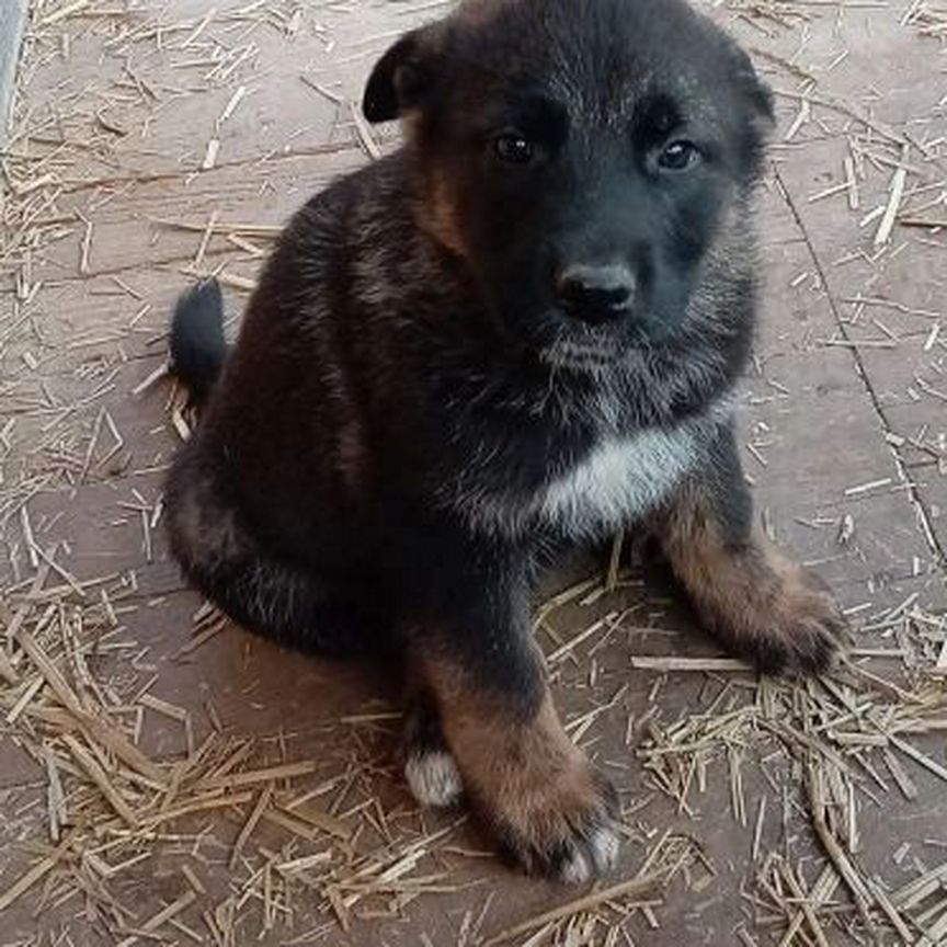 Немецкая овчарка, щенок