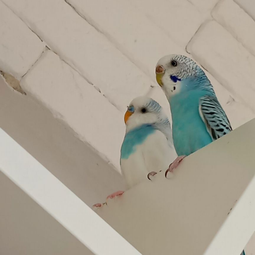 Волнистый попугай с клеткой пара