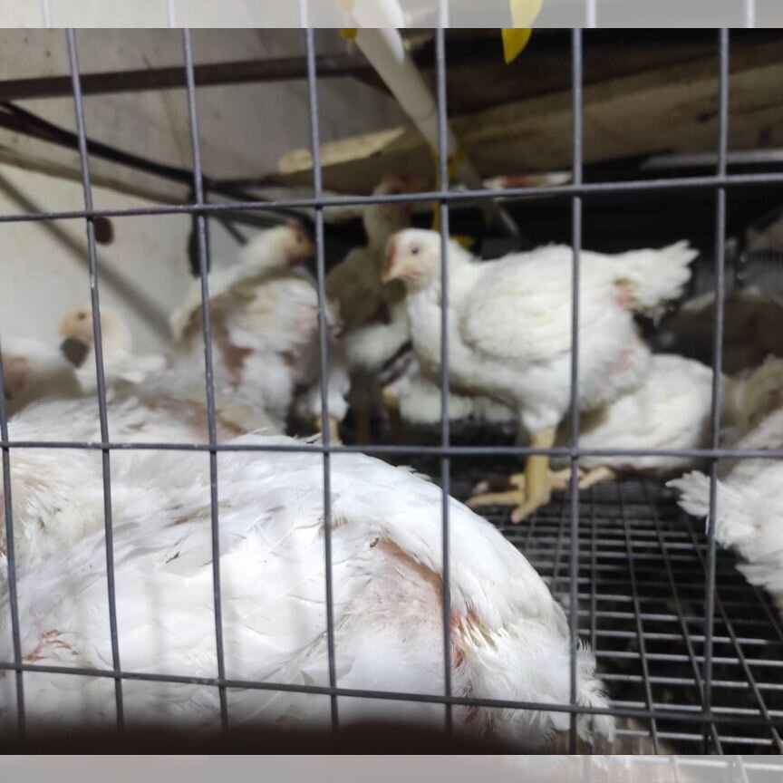 Цыплята бройлера Росс308, подрощеные, месячные
