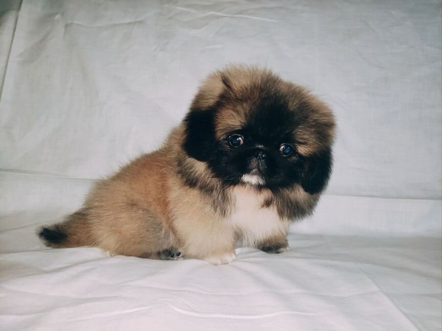 Аленький цветочек, девочка