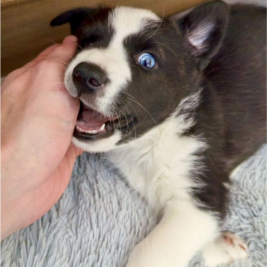 Щенок в добрые руки