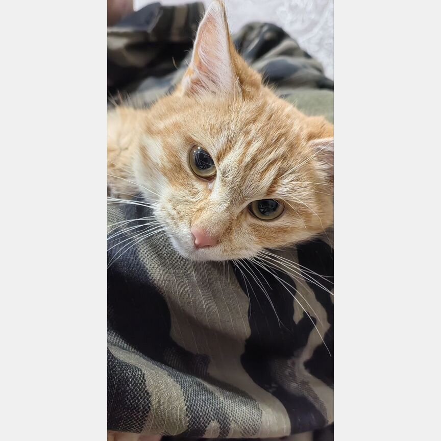 Котик в добрые руки