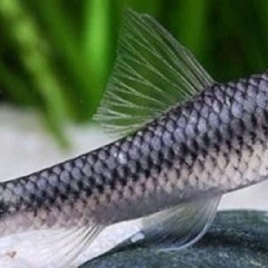 Бородоеды пара