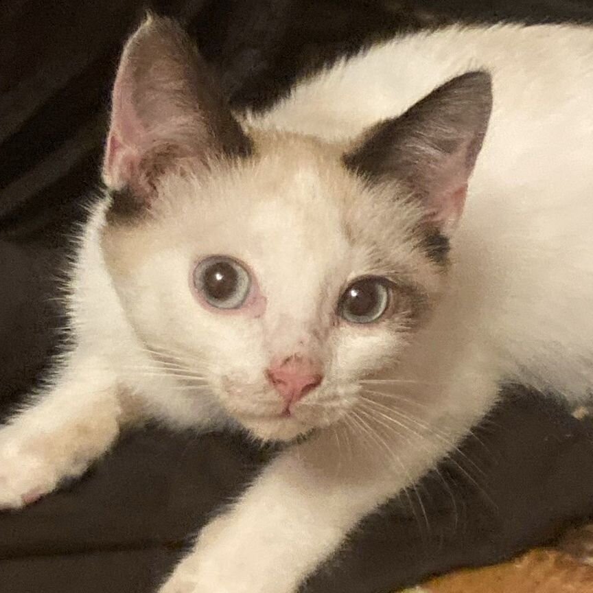 Домашние животные котята