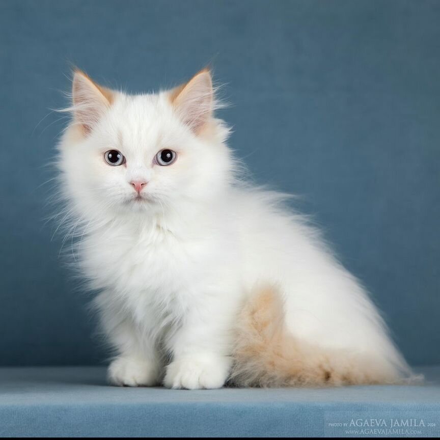 Манчкин котик