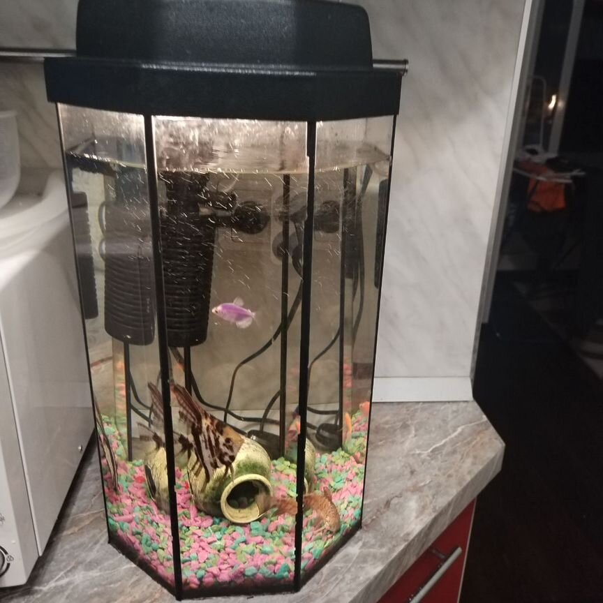 Аквариум с рыбками