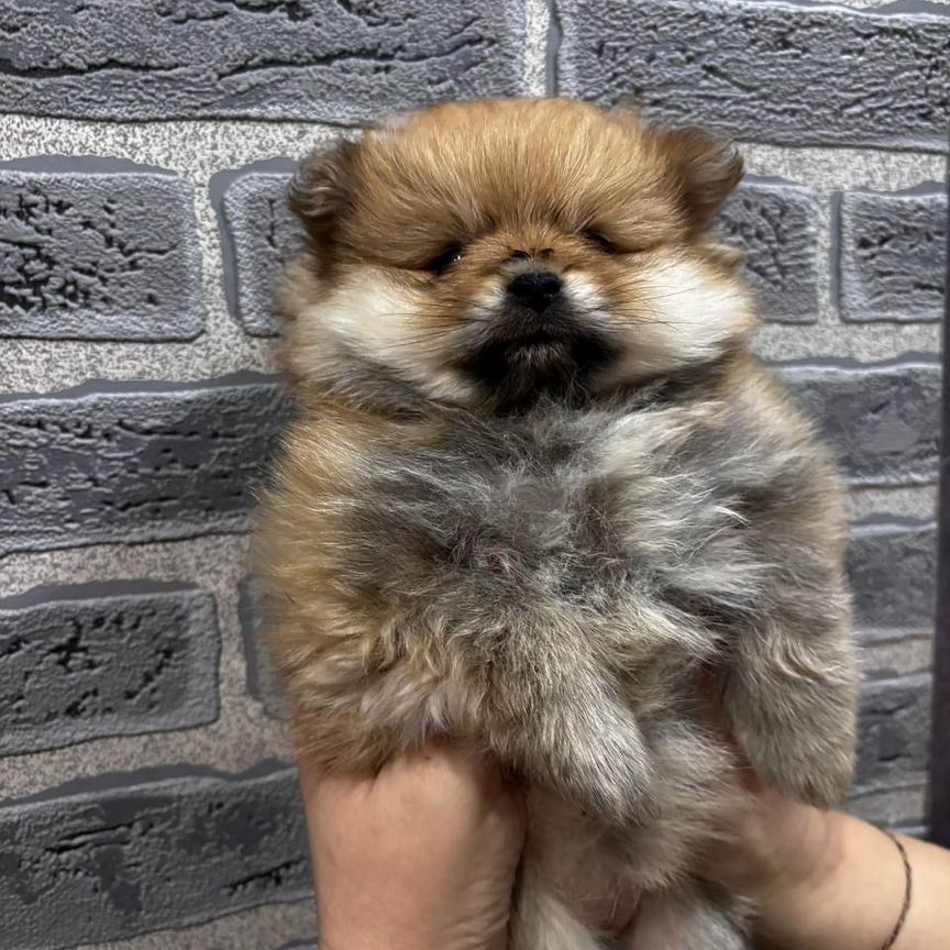 Померанский шпиц