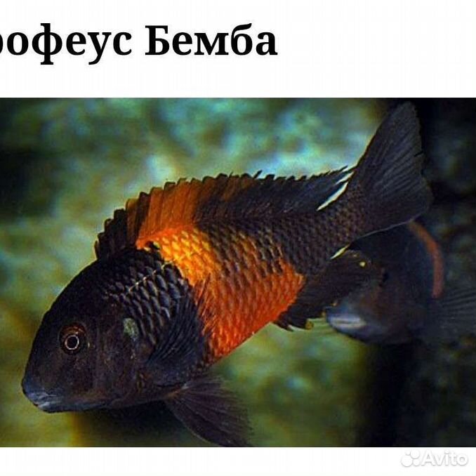 Трофеус Бемба