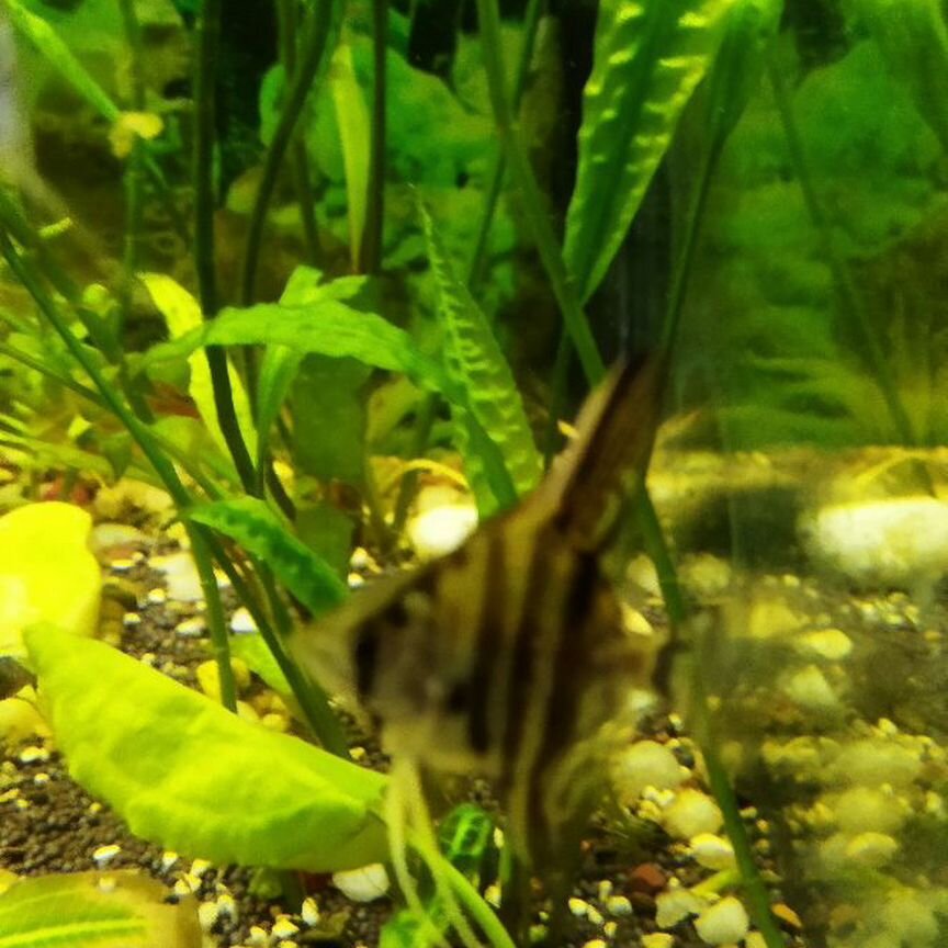 Скалярии малек