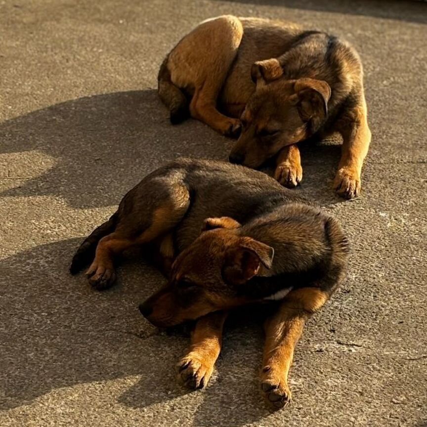 Щенок в добрые руки