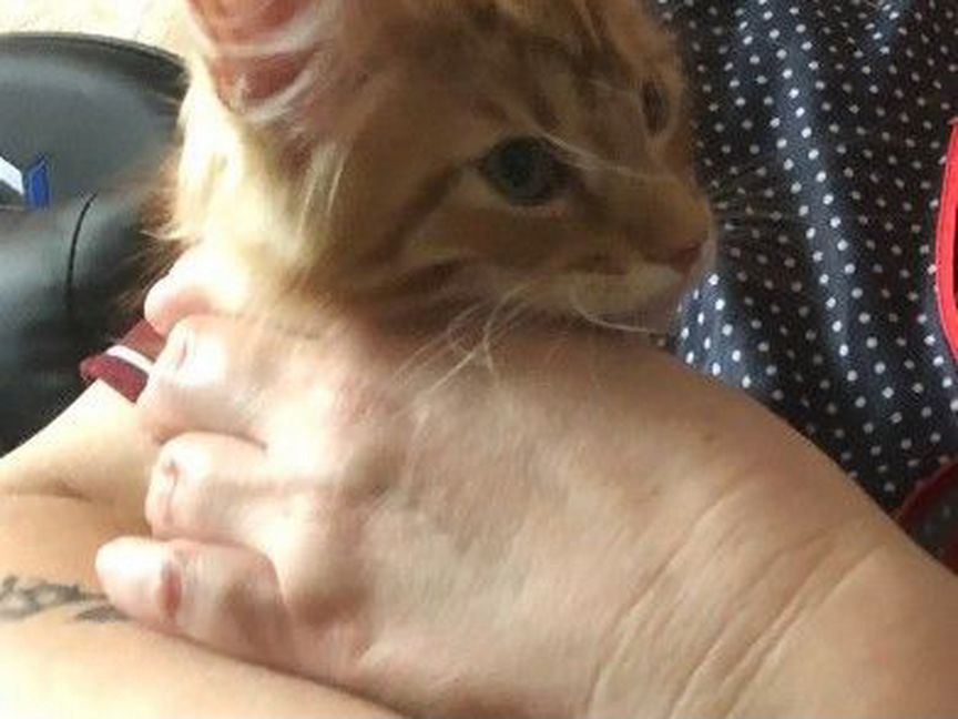 Продам котёнка породы Мейн-кун, 3 месяца. Рыжий
