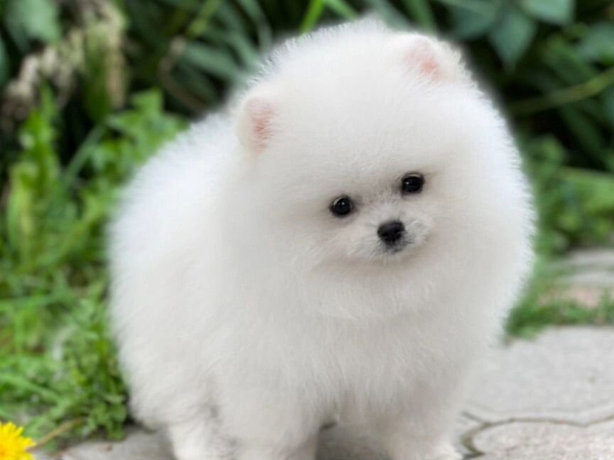 Померанский мальчик,3 мес.,тип Мишка