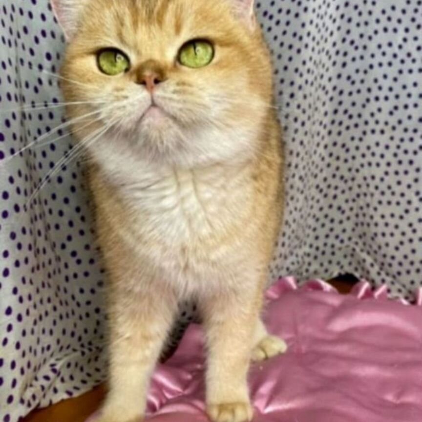 Шикарный котик страйт, золото