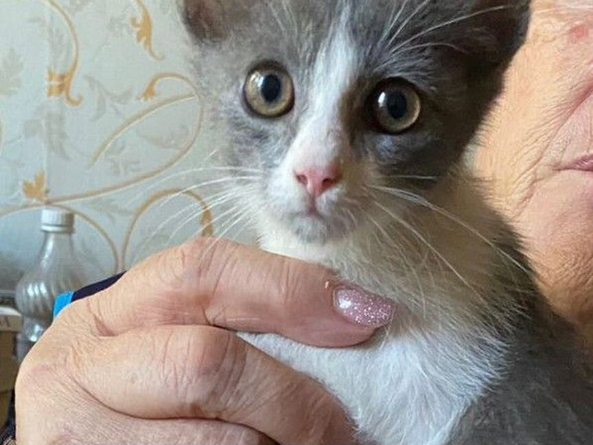 Милый котёнок ищет дом