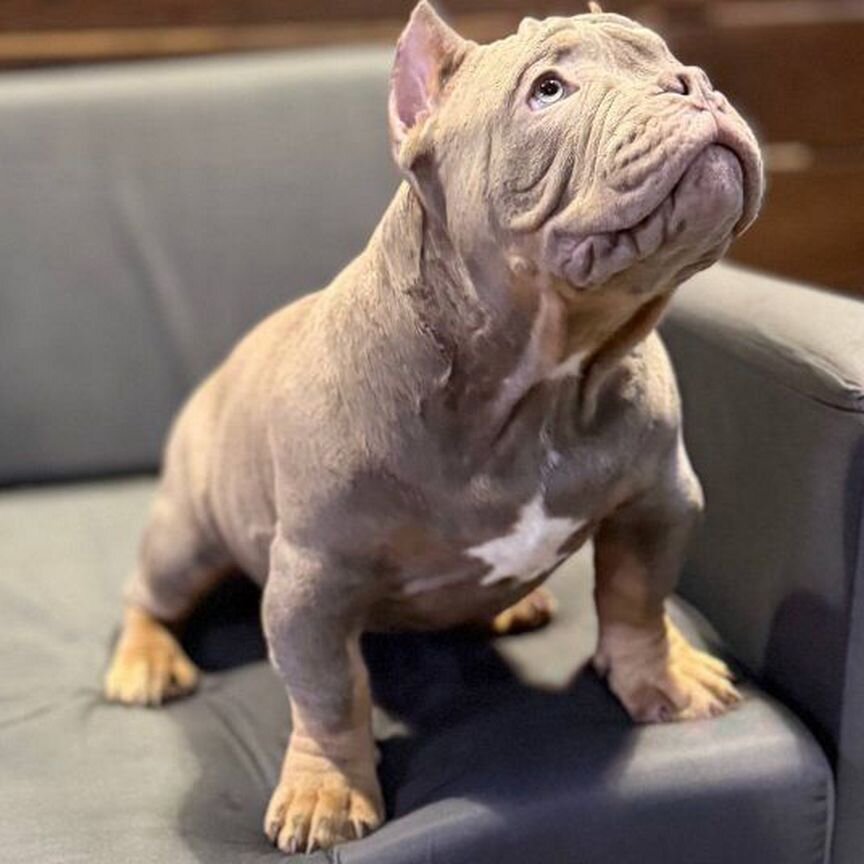 Американский булли, щенок