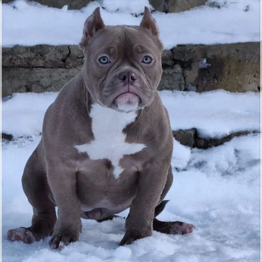 Американский булли, щенок