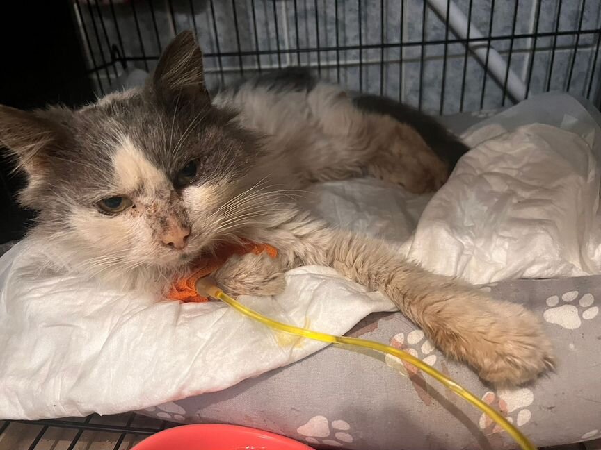 Болеет бездомный кот