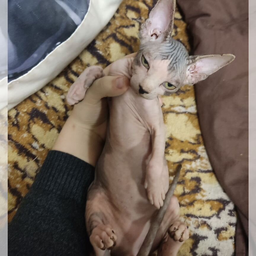 Канадский сфинкс котёнок