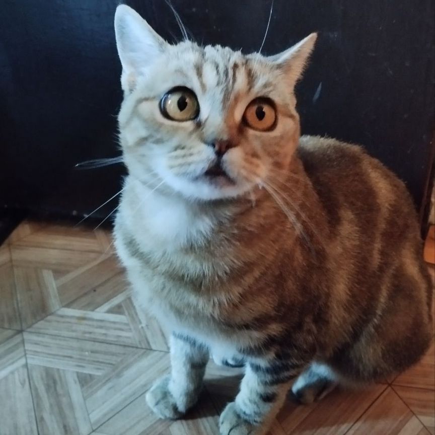 Щотландская кошечка Маиза стерилизована