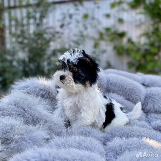 Минюшки мальчик и девочка