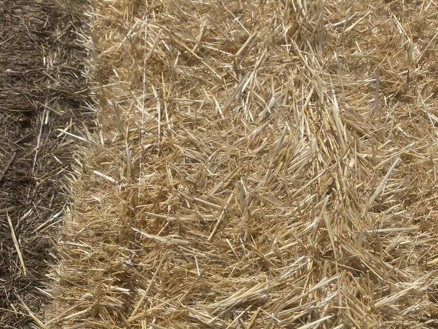 Солома ячменная в тюках