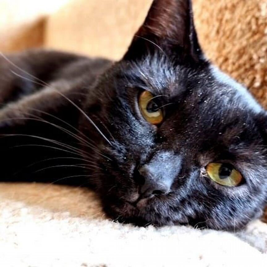 Кошка в добрые руки