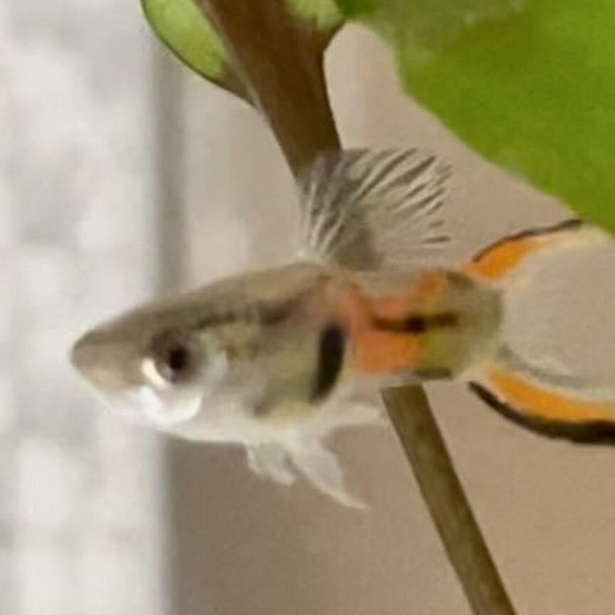 Гуппи эндлера