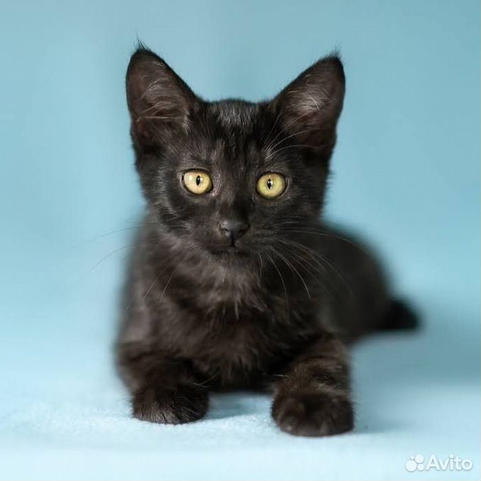 Котенок Дульсинея ищет доброго и любящего хозяина