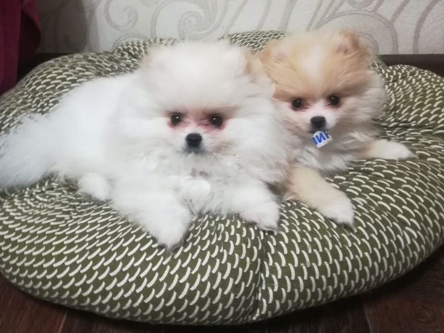 Щенки шпица