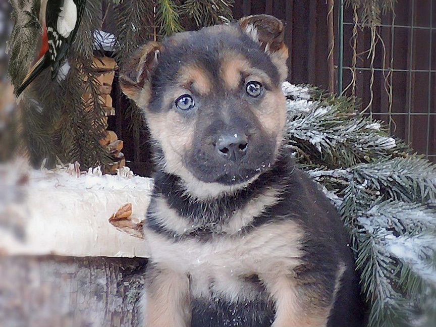 Щенки метисы в добрые руки