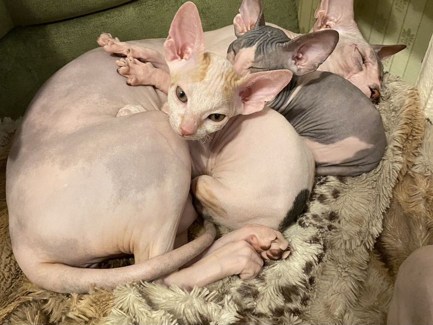 Донской сфинкс котята