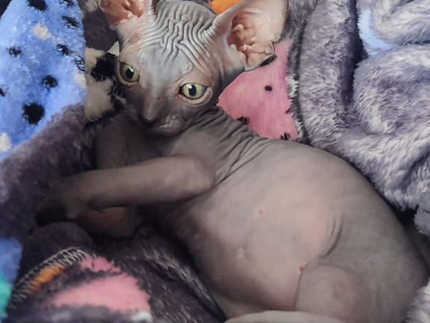 Канадский сфинкс котенок