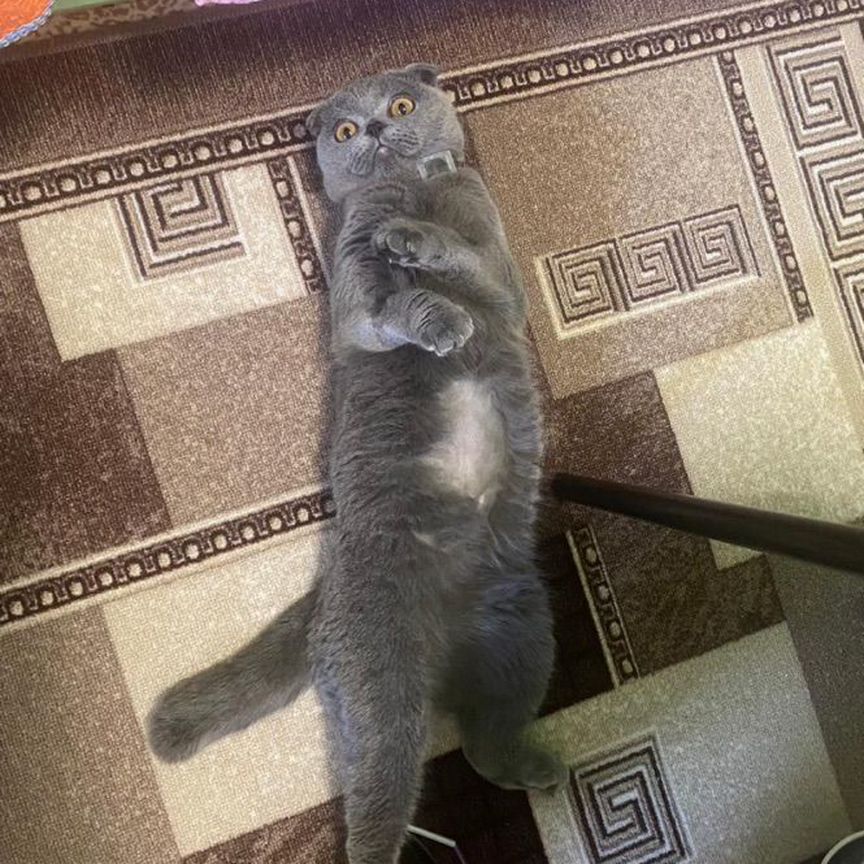 Вислоухая кошечка британка