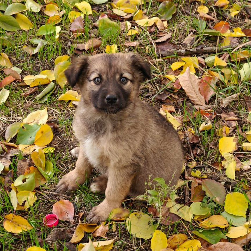 Щенки в самые любящие руки